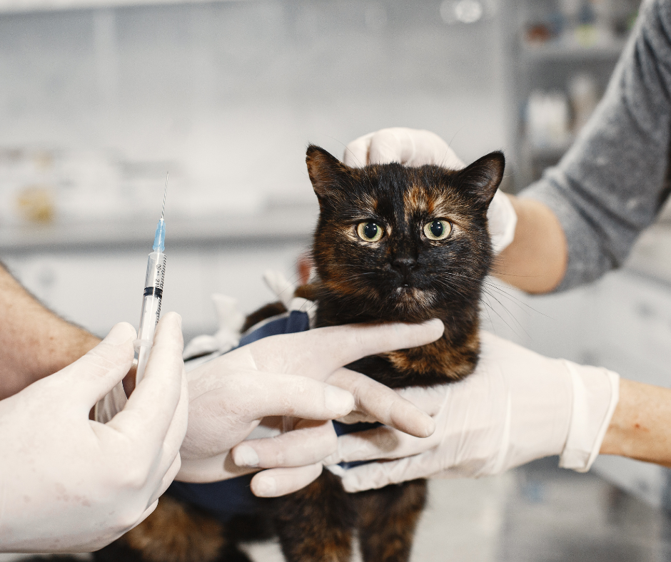 貓咪一定要打晶片嗎？植入會痛嗎？優缺點、費用、施打地點一次解析！ - Fluv毛小愛｜用愛照顧每一個毛小孩