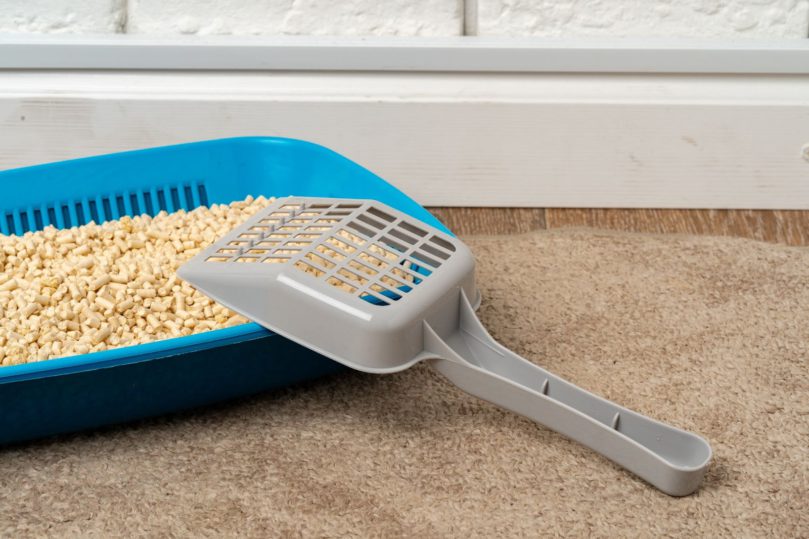 貓砂全指南：貓砂多久換一次？一次搞懂貓砂用途和類型！ - Fluv毛小愛｜用愛照顧每一個毛小孩